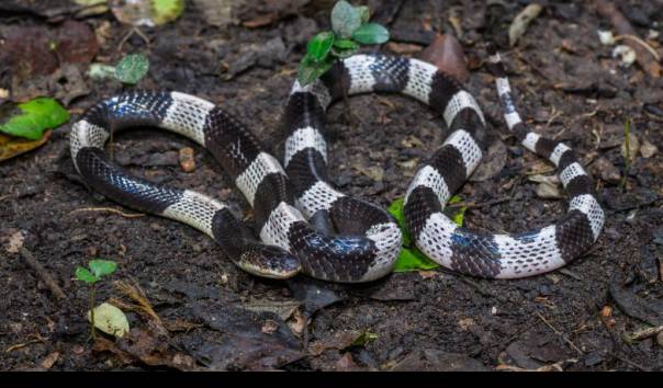 5 Hal Penting yang Perlu Diperhatikan saat Bertemu Ular Weling, yang ...