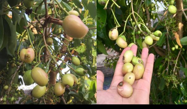 Mengenal Buah Jamblang: Bisa Ringankan Penyakit Jantung dan Diabetes