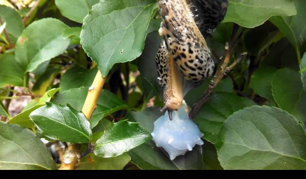 Hewan-Hewan Ini Punya Penis Unik, Ada yang Besarnya 8 Kali Tubuh!