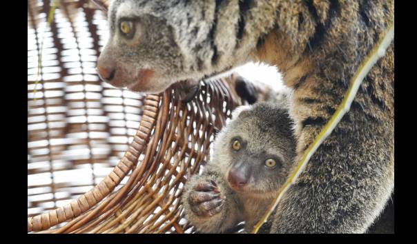 Bayi Kuskus Beruang Asal Indonesia Lahir di Kebun Binatang Polandia