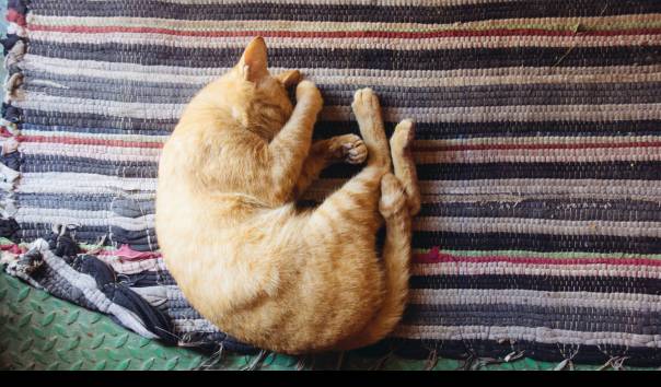 Posisi Tidur Kucing Ternyata Punya Arti Tersendiri Lho, Ini Penjelasannya