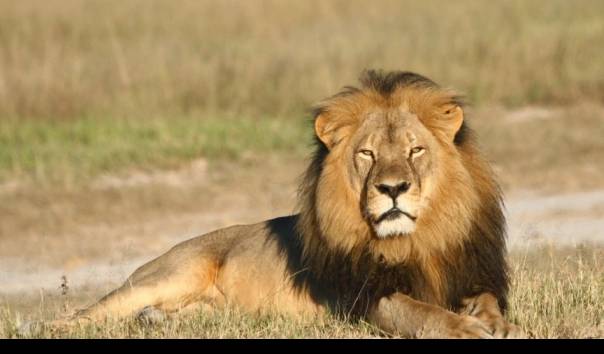 Pria Arab Saudi Diserang Singa Peliharaannya hingga Tewas, Ini Kata ...