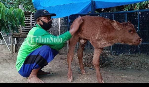 Heboh! Anak Sapi Berkaki Tiga di Sragen, Begini Ceritanya