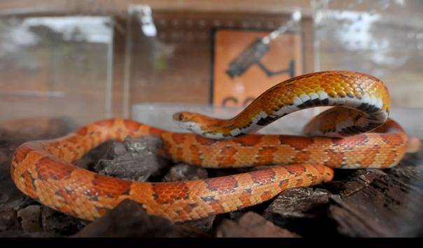 5 Jenis Ular yang Sering Dipelihara Manusia, Termasuk Piton