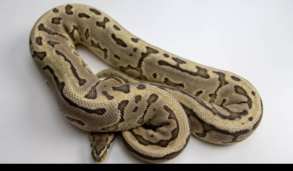 5 Fakta Ball Ptyhon, Ular Sanca Terkecil di Afrika yang Sering Jadi ...