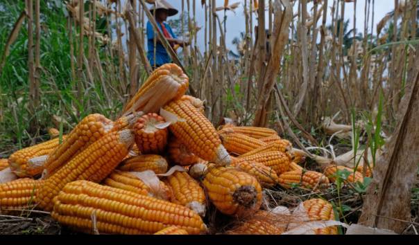 Tingkatkan Produksi Jagung, Luas Tanam Jagung Program TJPS di NTT Capai ...