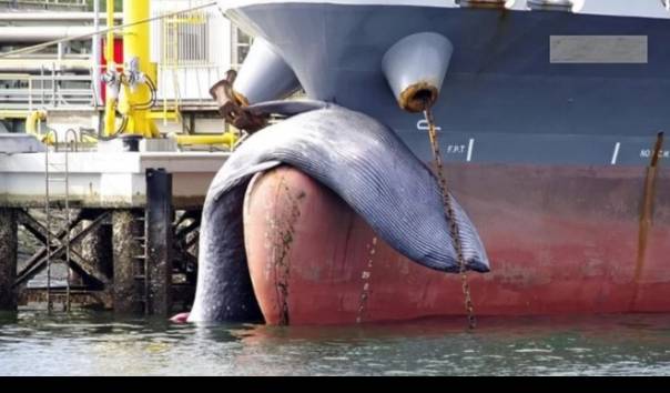 Mengerikan, Paus Raksasa Setinggi 11 Meter Ditabrak Hingga Mati dan ...