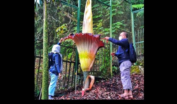 Wow, Bunga Bangkai di Kebun Raya Cibodas Mekar Sempurna
