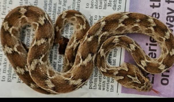 Ular Paling Berbisa di Dunia Muncul di Inggris, Menyelinap ke Dalam Tas ...