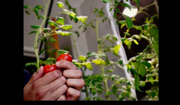 Mengenal White Tomato atau Tomat Putih yang Tengah Viral Beserta Mafaatnya