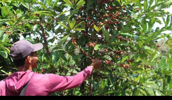 Kopi Liberika Kayong Utara Resmi Jadi Varietas Andalan Kalbar