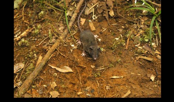 Ilmuwan Temukan 14 Spesies Celurut Baru di Sulawesi