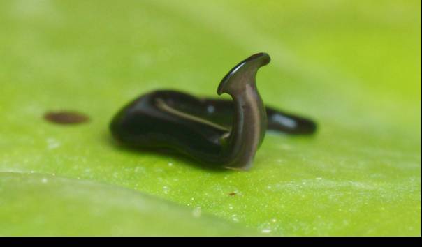 Teridentifikasi saat Pandemi, Spesies Baru Cacing Martil Ini Dinamai Covid