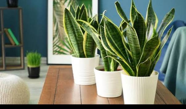 Deretan Tanaman Hias Tahan Panas Matahari, Mudah Dirawat dan Bisa Percantik Rumah