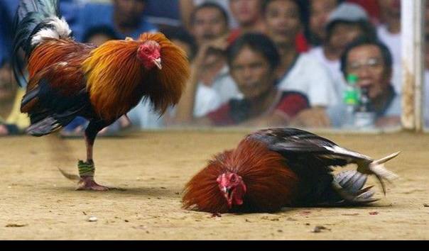 Sabung Ayam dan Larangannya di Indonesia: Mengenal Sejarah, Tradisi ...