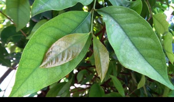 5 Daun Ini Ampuh Turunkan Kolesterol dan Gula Darah Tinggi