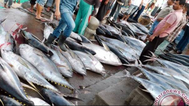 Tangkapan Ikan Tuna Nelayan di Lebak Capai 100 Ton, Bisa Raup ...