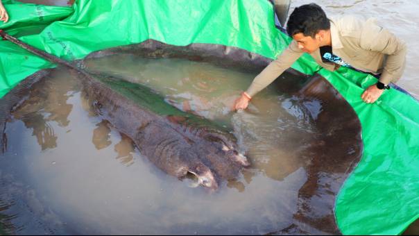 Ikan Pari Air Tawar yang ditemukan di Kamboja Terbesar dan Terberat di Dunia