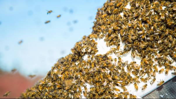 Pria Ini Disengat Lebah 20.000 Kali hingga Menghitam dan Gagal Ginjal ...