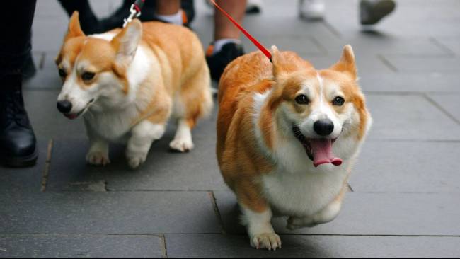 Masa Depan Anjing Corgi Ratu Elizabeth II Terjawab, Pangeran Andrew ...