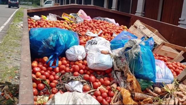 Harga Sayur Tiarap, Petani Lebih Pilih Hasil Panen Disumbangkan ...