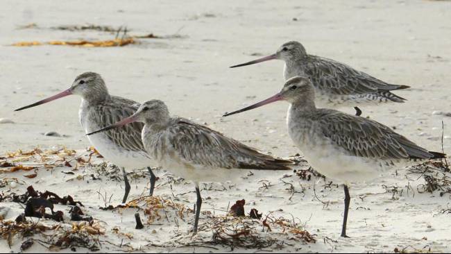 Enggak Kenal Lelah! Burung Godwit Cetak Rekor Dunia, Terbang Nonstop ...