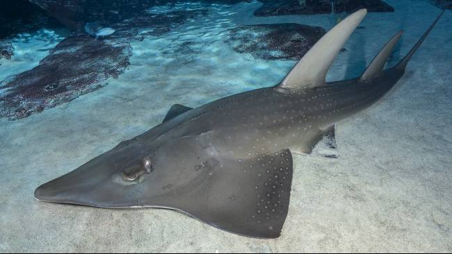 Hampir Dua Pertiga Hiu dan Pari Terumbu Karang saat Ini Berstatus ...