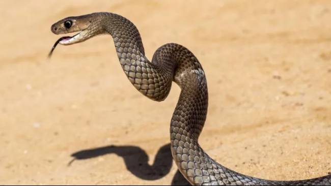 Tips Agar Rumah Tidak kemasukan Ular saat Musim Hujan, Salah satunya ...