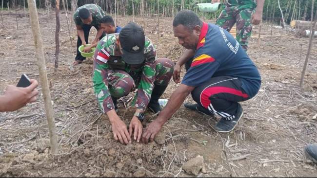 Satgas Yonif Raider Khusus 136/TS Budidaya Kacang Sacha Inchi,Tanaman ...