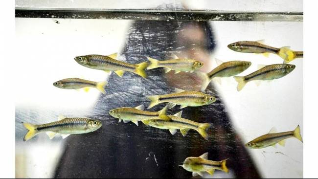 Ikan Wader yang Enak Digoreng Itu Kini Terancam Punah