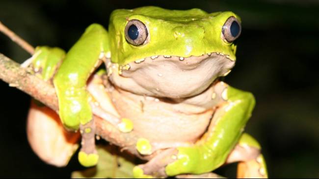 Ritual Kuno Amazon Berujung Tragedi, Dua Orang Tewas karena Lendir ...