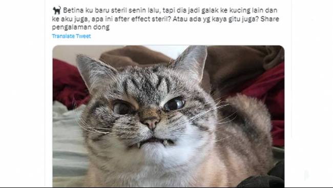 Viral! Kucing Berubah Galak usai Disteril, Dokter Hewan: Stres, Masih ...