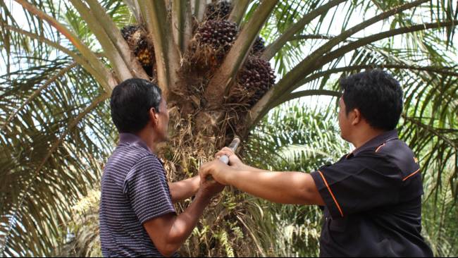 Penuhi Ketentuan, 103,2 Persen Kebun Sawit PTPN XIII Dikelola bersama ...