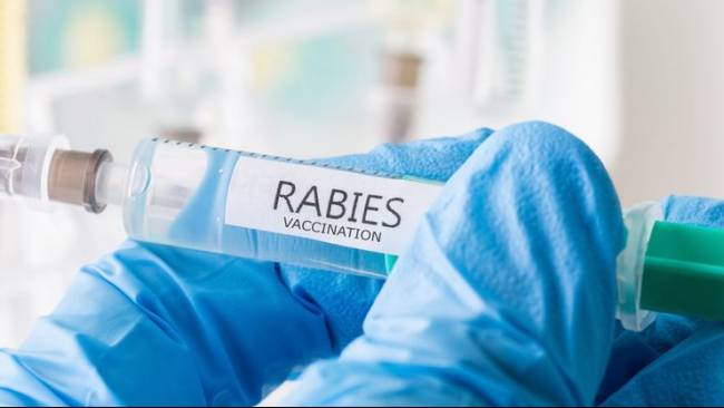 Bisa Infeksi Anjing-Kucing, Ini Gejala Rabies pada Manusia dan Hewan ...