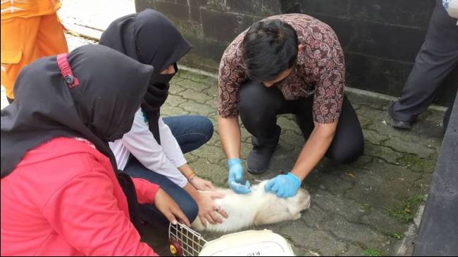 Ada Vaksinasi Rabies Gratis di Jakarta Timur, Cek Jadwal dan Lokasinya