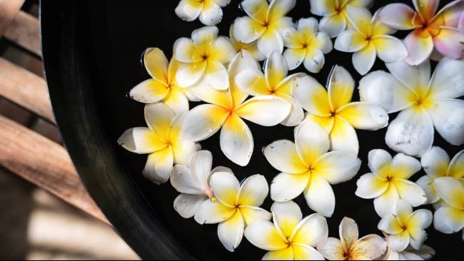 Berikan Nuansa Spa Bali, Wangi Bunga Kamboja Bali Bisa Jadi Pilihan ...