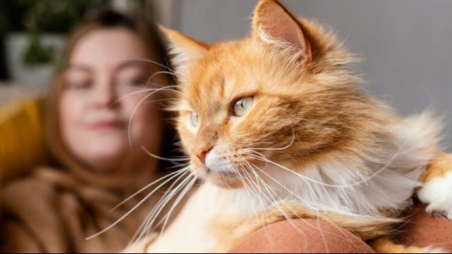 Dijilat atau Digigit Kucing saat Salat, Apakah Wudunya Batal? Ini ...