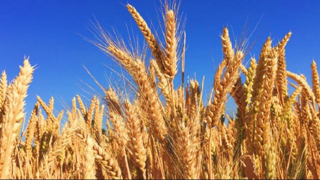 Rusia Pasok 500.000 Ton Gandum ke Indonesia Hingga Kuartal 3 2023