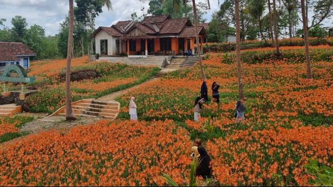 Harga Tiket Masuk dan Jam Buka Taman Bunga Amarilis di Gunungkidul ...