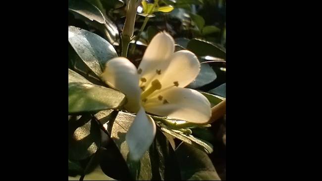 Catat! 5 Manfaat Tanaman Kemuning untuk Mengatasi Masalah Kesehatan ...