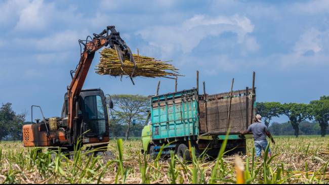 PTPN I Regional 4 Targetkan Produktivitas Tebu Mencapai 100 Ton/Hektare ...
