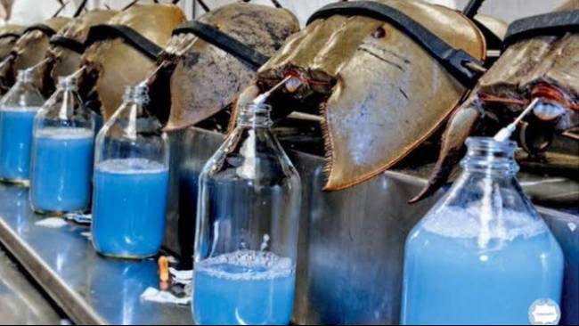 Mengenal si Darah Biru yang Sesungguhnya, Kepiting Tapal Kuda