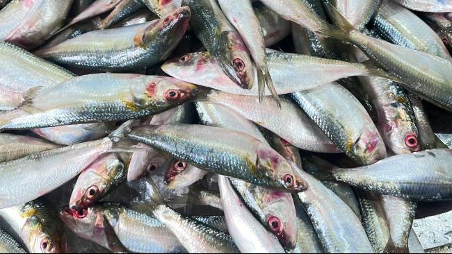 5 Ikan yang Cocok untuk Diet, Rendah Kalori dan Tinggi Protein