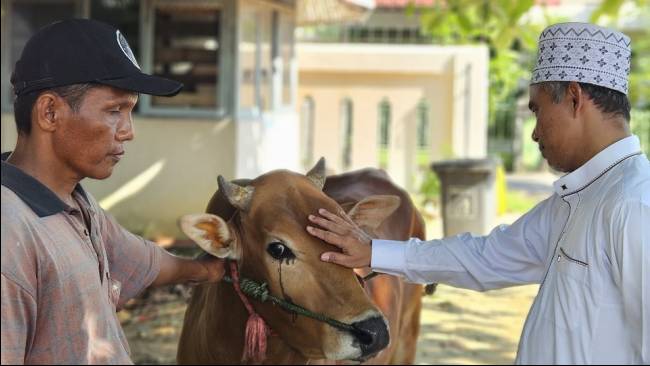 Syarat Sah Hewan Kurban untuk Iduladha 2025: Usia dan Kondisi Fisik Sesuai Syariat Islam
