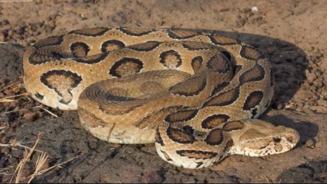 Mengerikan! Korban Gigitan Hewan Berbisa Ini di Bangladesh Meningkat ...