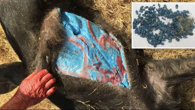 Warga California AS Dikejutkan Babi Hutan dengan Daging Berwarna Biru Neon