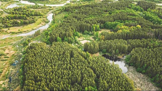 Seluas Apa Hutan Lindung di Indonesia? Ini 10 Provinsi dengan Hutan ...